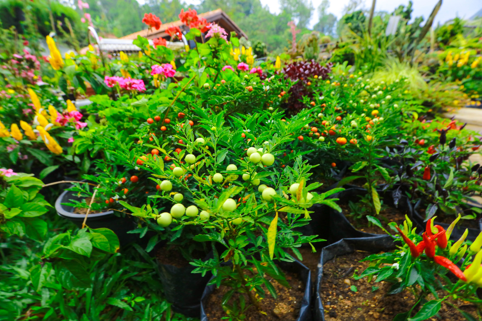 Ella Flower Garden Resort