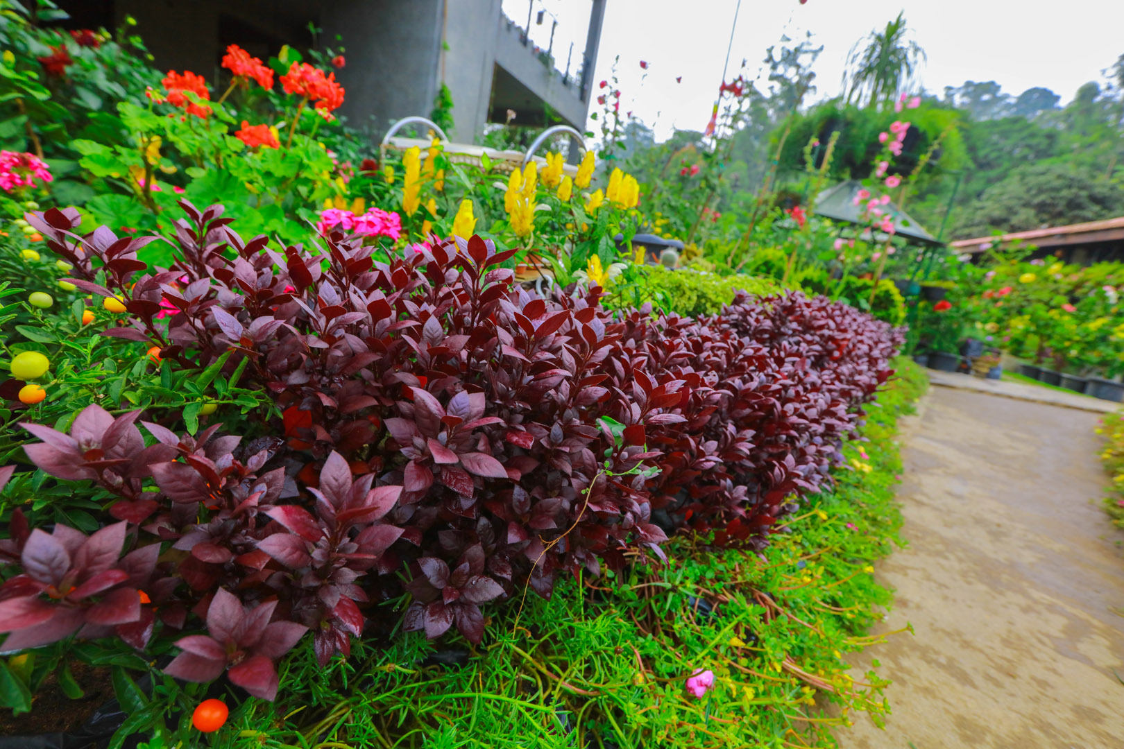 Ella Flower Garden Resort