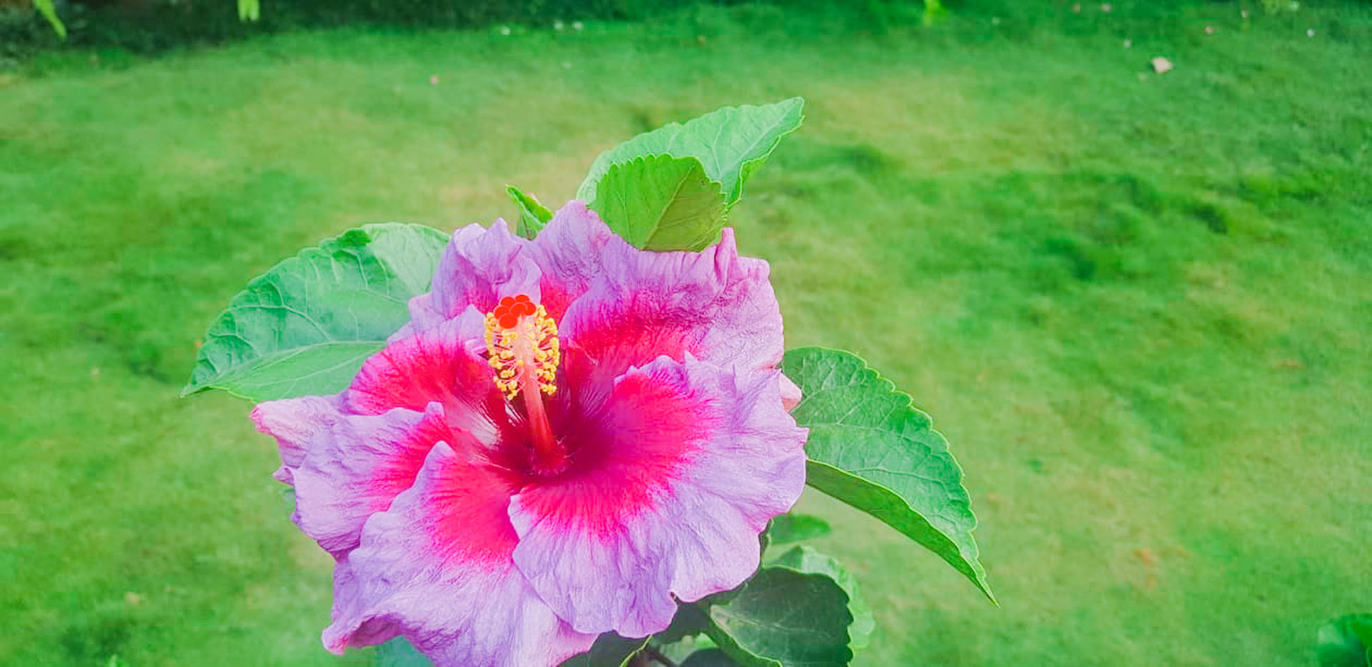 Ella Flower Garden Resort